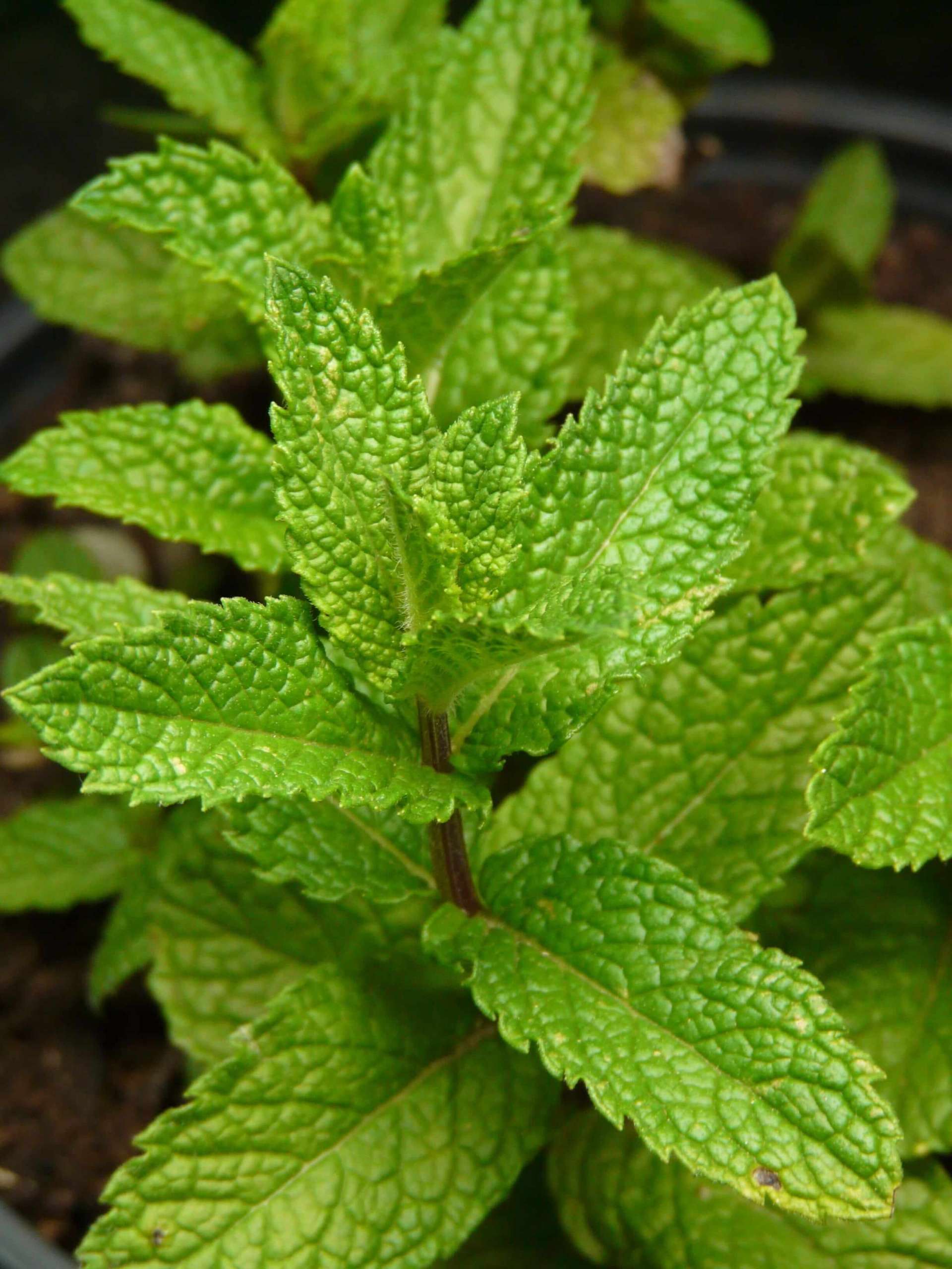 How to Plant, Grow, and Harvest Lemon Balm