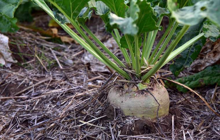 Growing Turnips: How to Plant, Grow, and Harvest Turnips