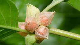 Growing Ginseng: How to Plant, Grow, and Harvest Ginseng