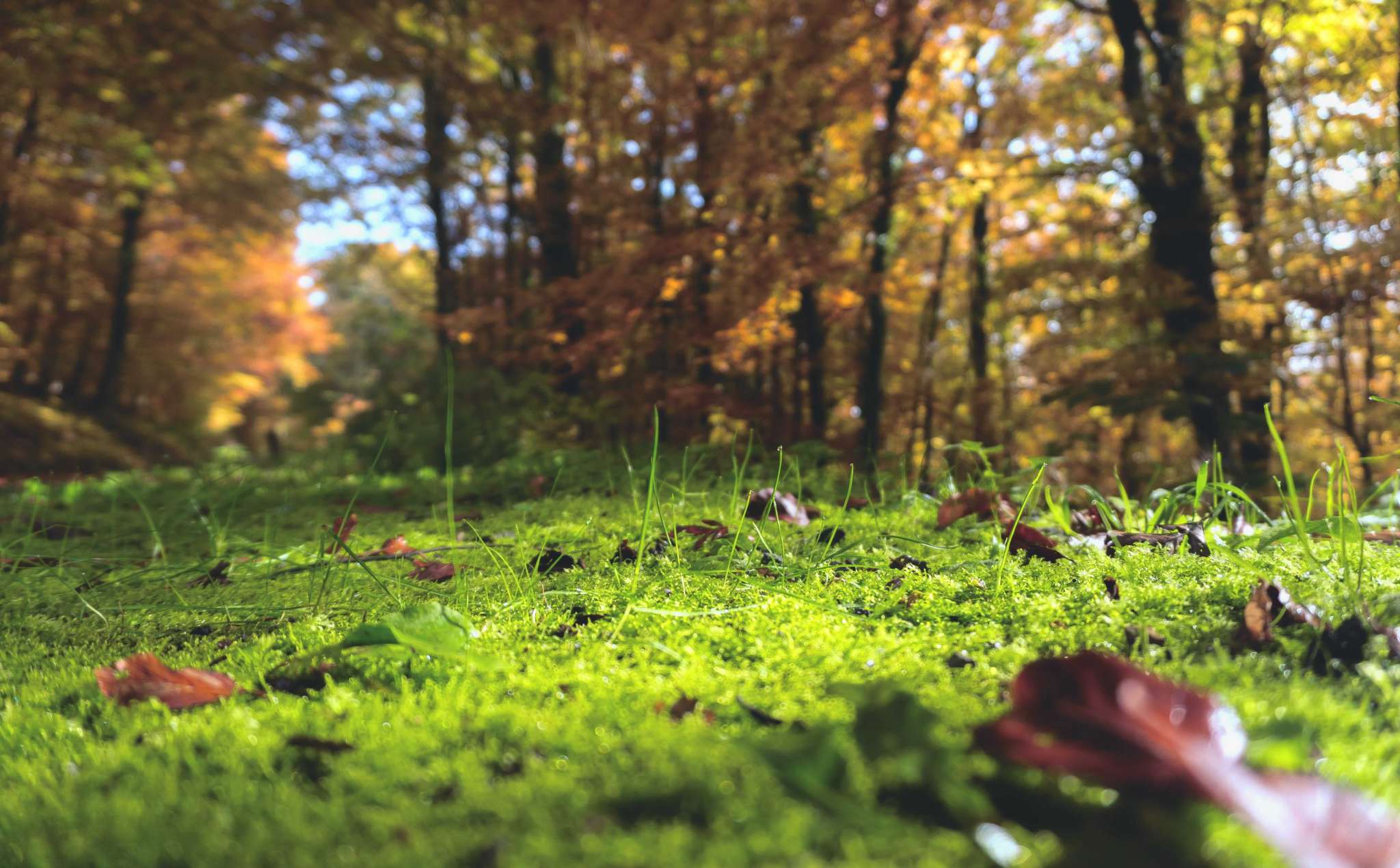 The Complete Guide to Living Mulch: When, Which, and Why?