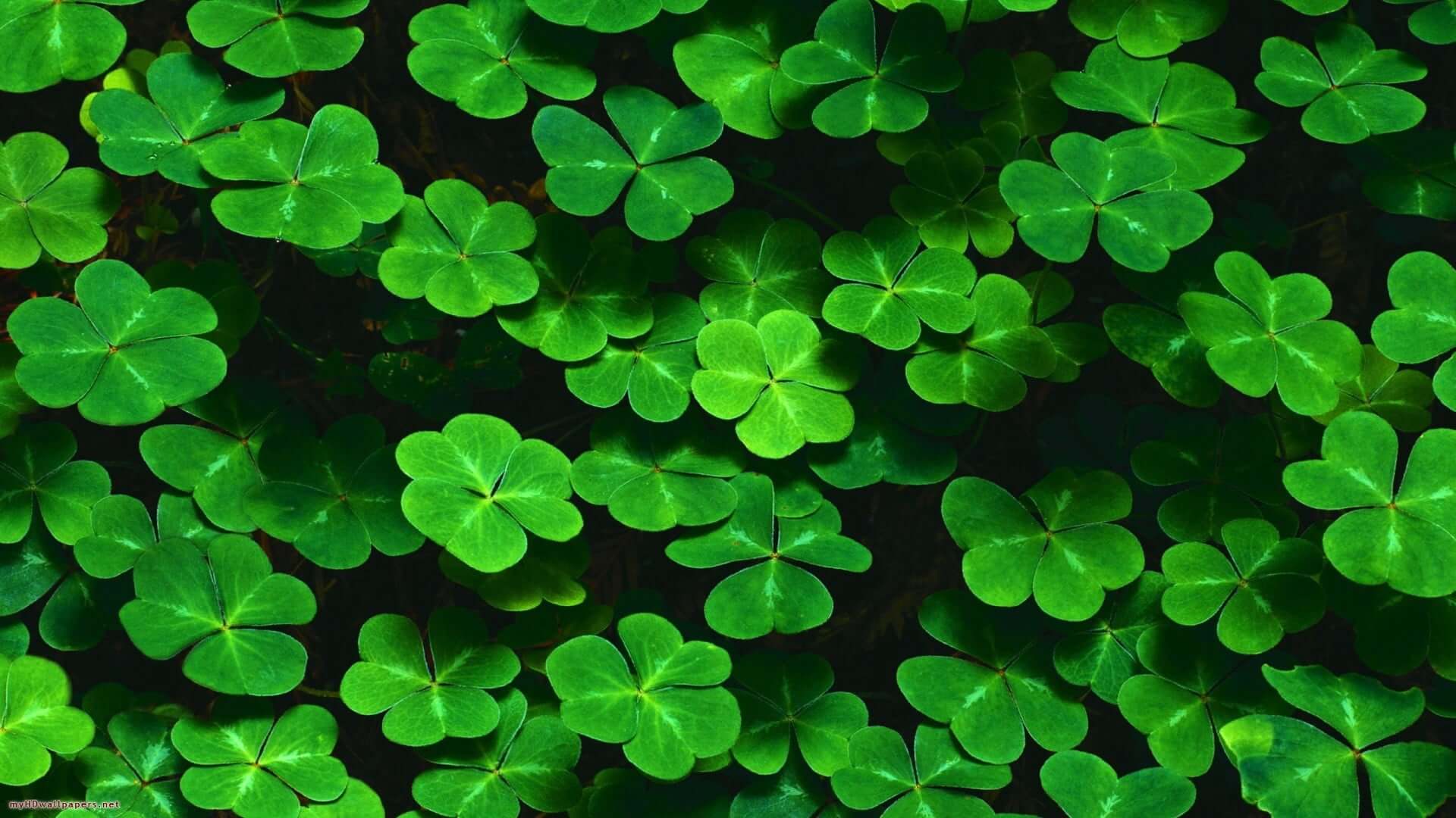 Growing Clover: How to Plant, Grow, and Care for Clover