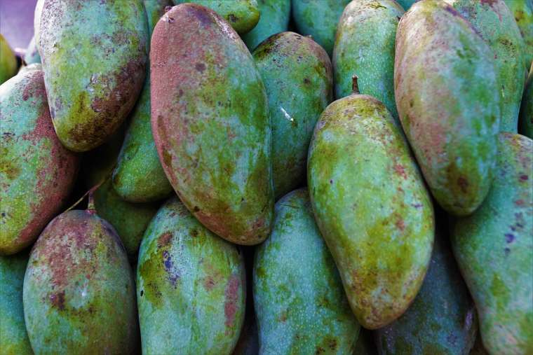 Growing Mango Trees in Containers: A Step-By-Step Guide