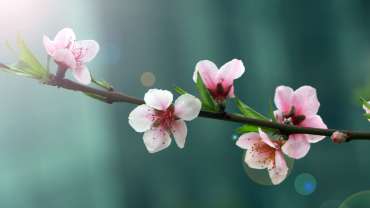 Growing Peach Trees in Containers: A Step-By-Step Guide