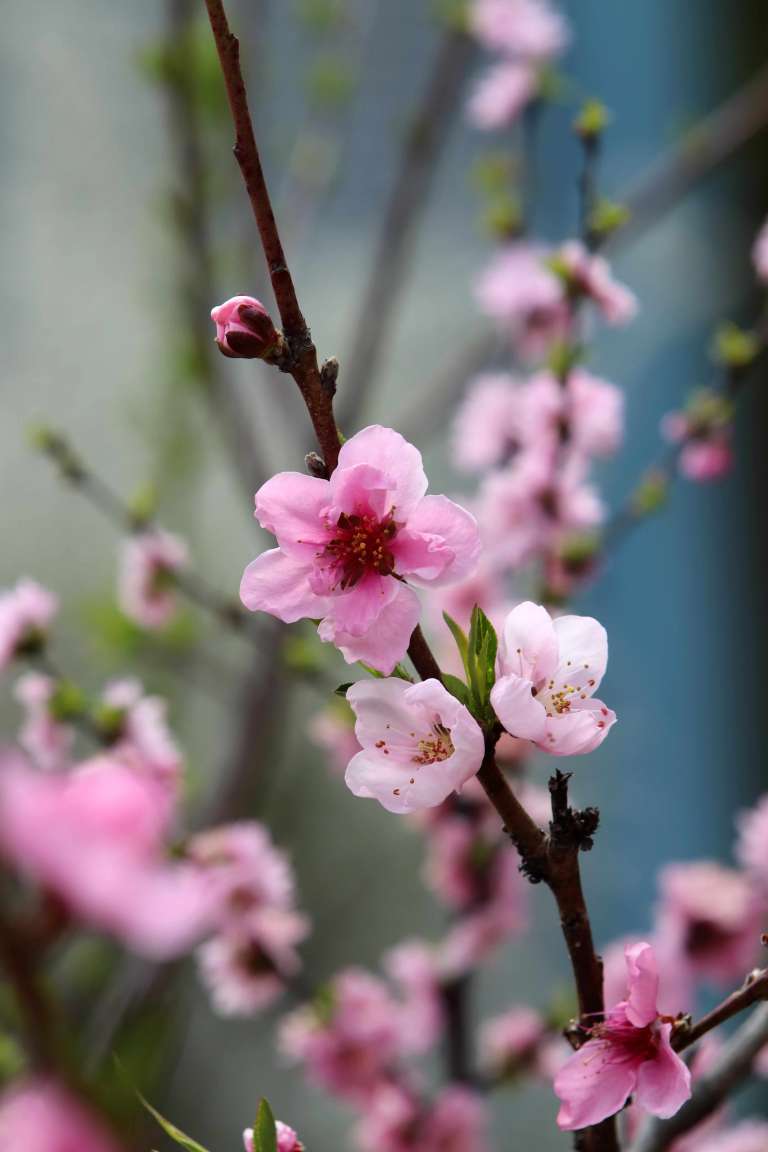 Growing Peach Trees in Containers: A Step-By-Step Guide