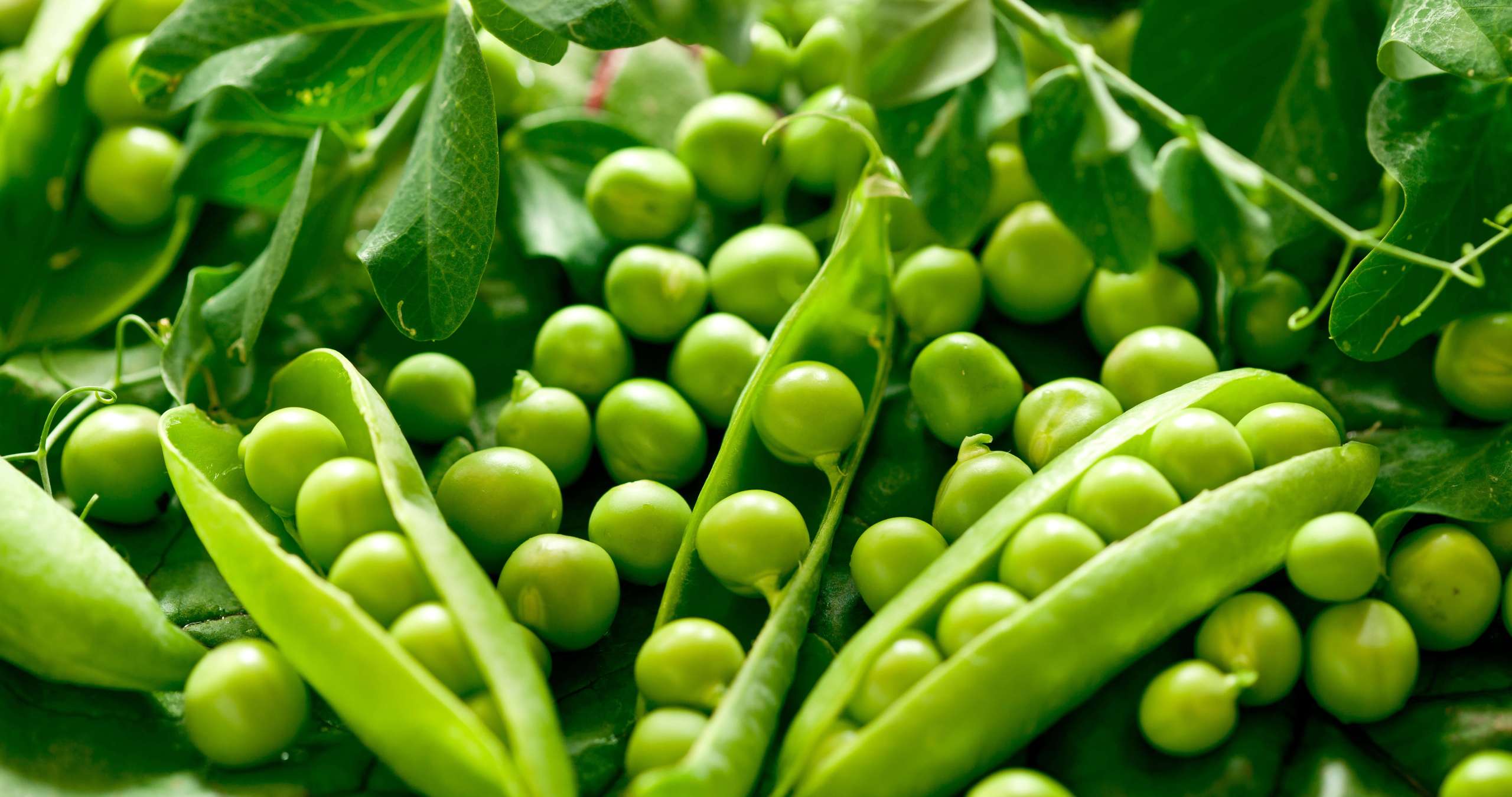 Growing Peas: How to Plant, Grow, and Harvest Peas