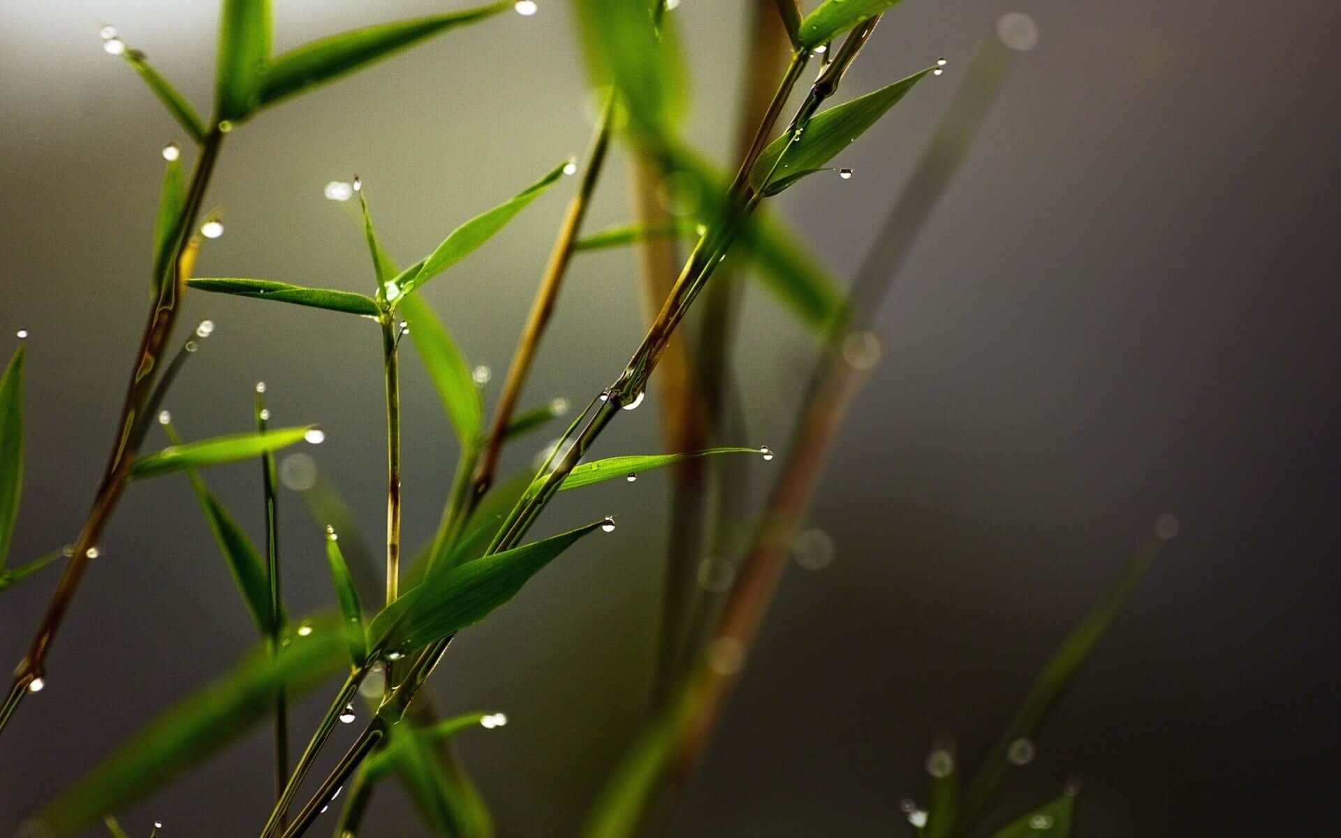 The Ultimate Guide to Companion Planting for Organic Gardens