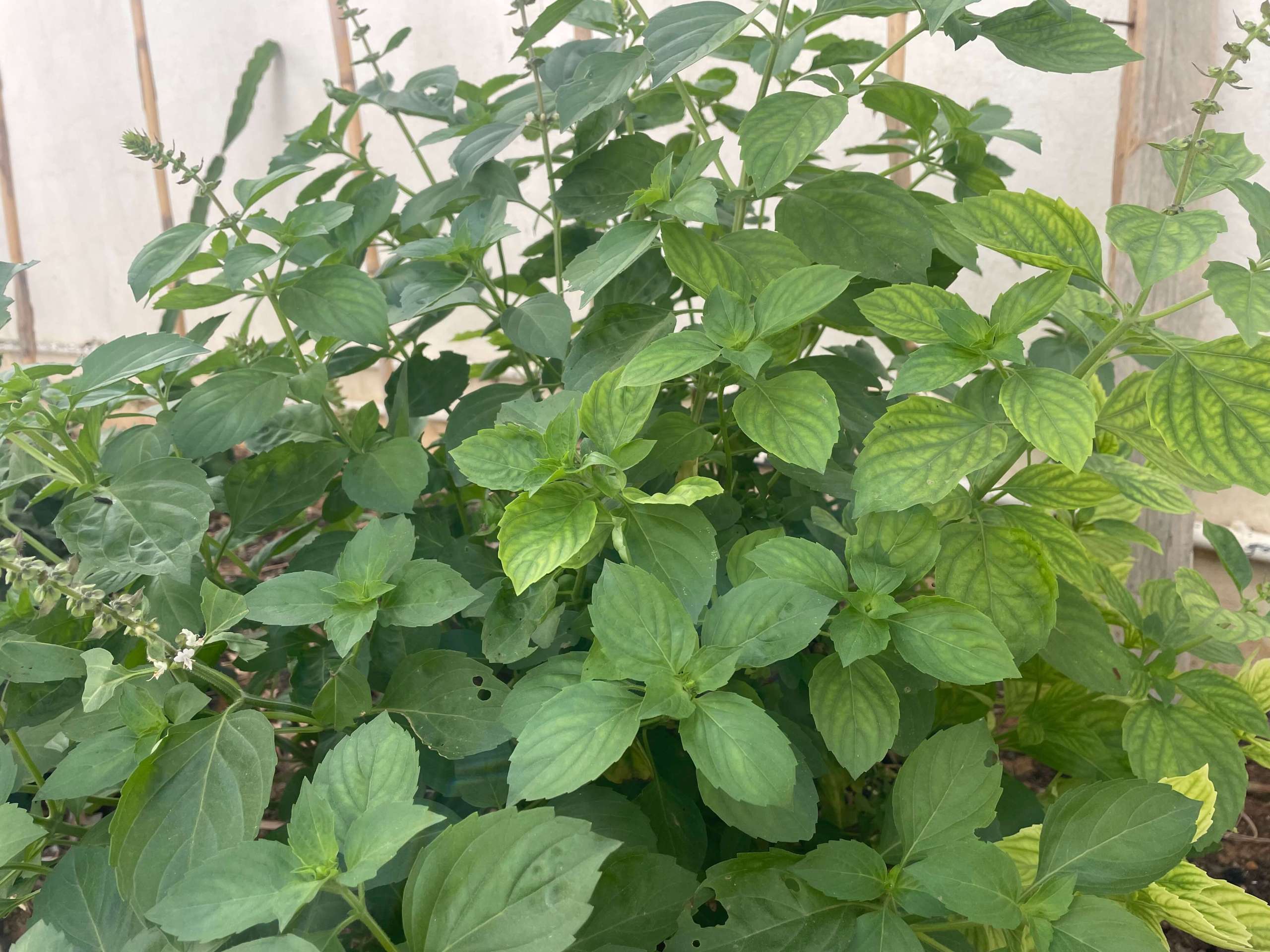 Growing Basil in Pots: A Step-By-Step Guide