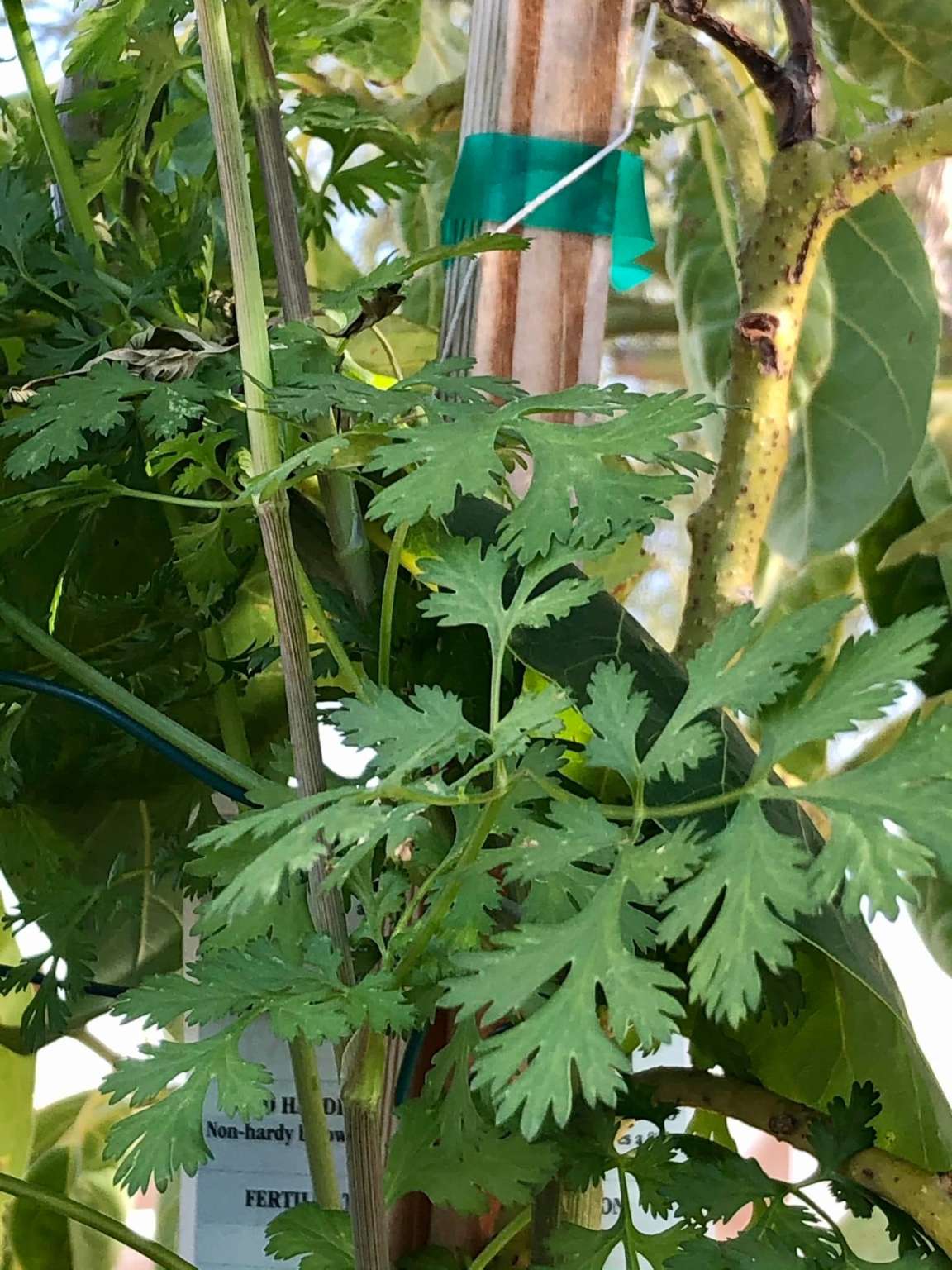 Growing Cilantro in Pots: A Step-By-Step Guide