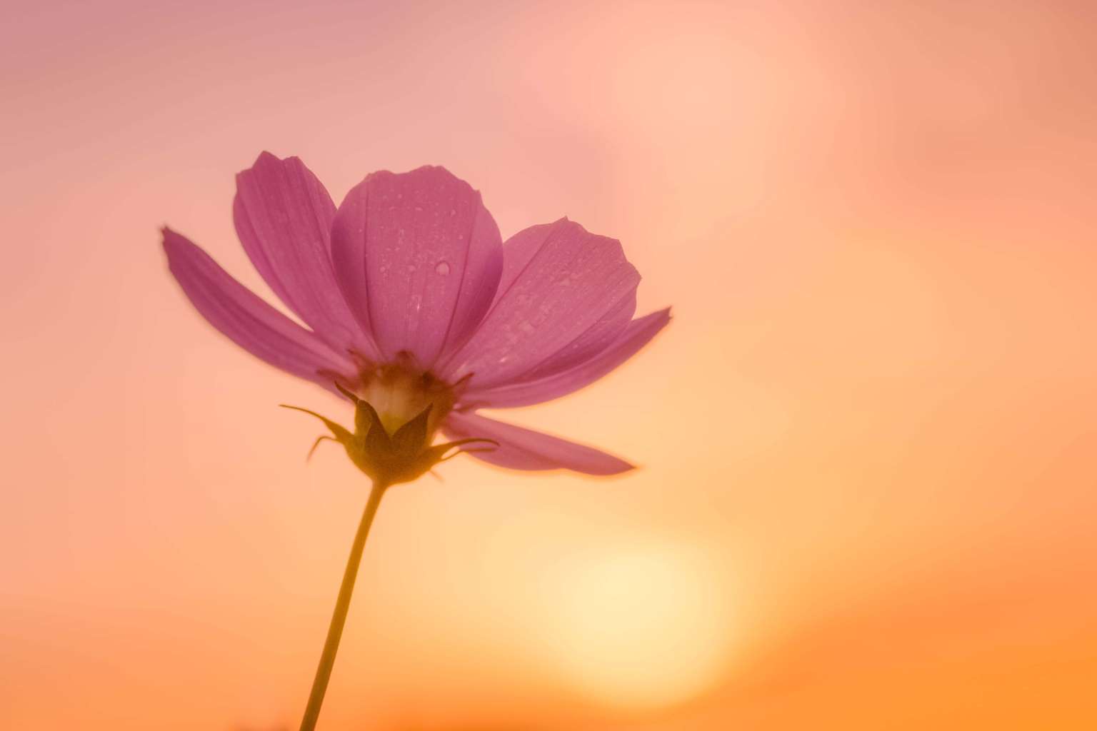 Growing Cosmos in Pots: A Step-By-Step Guide