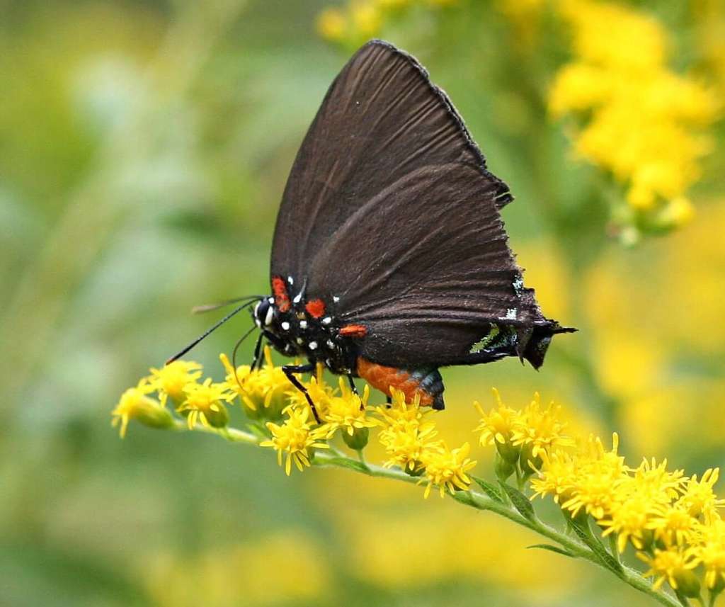Growing Goldenrod in Containers: A Step-By-Step Guide