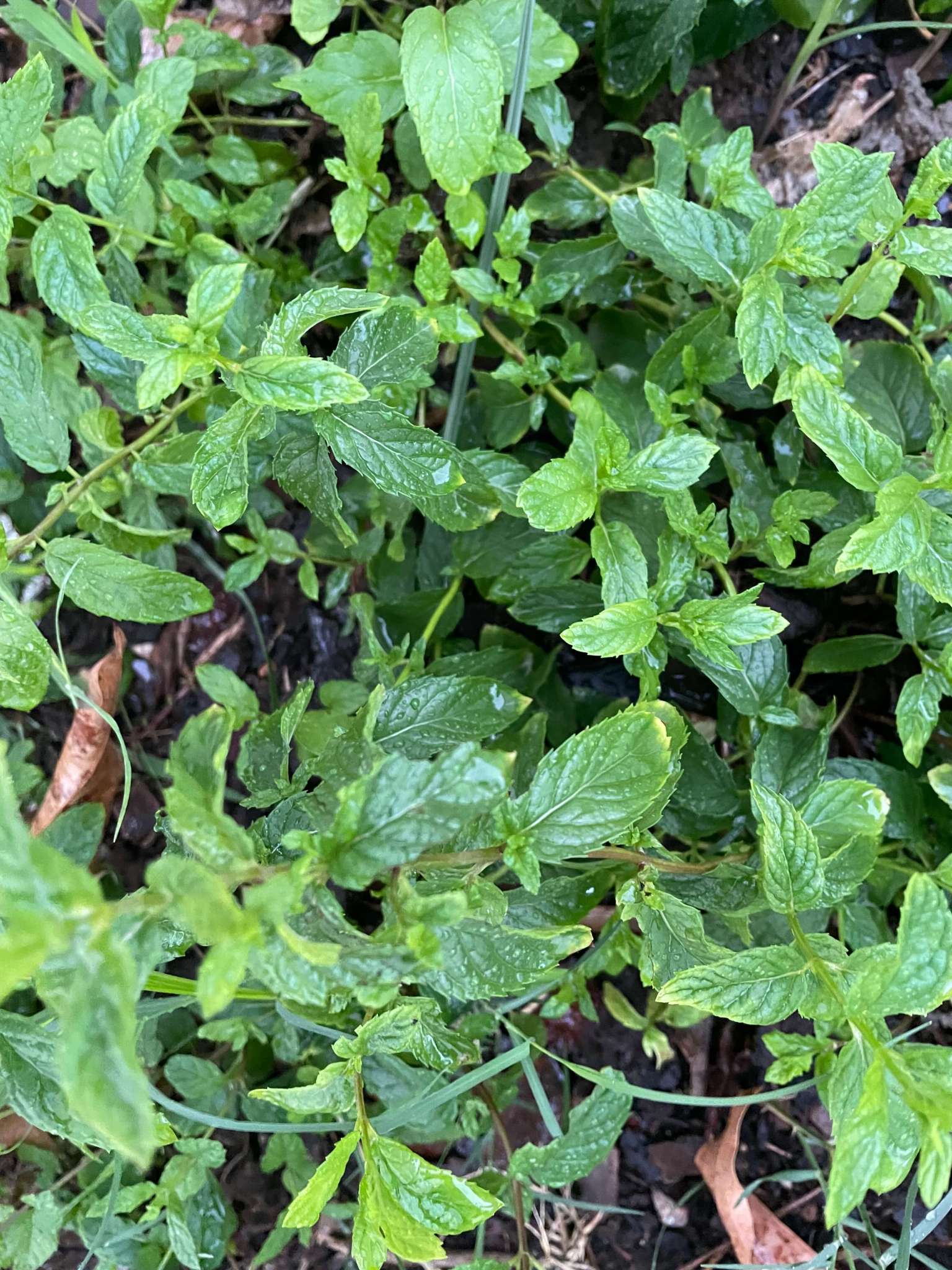 Growing Mint in Pots: A Step-By-Step Guide
