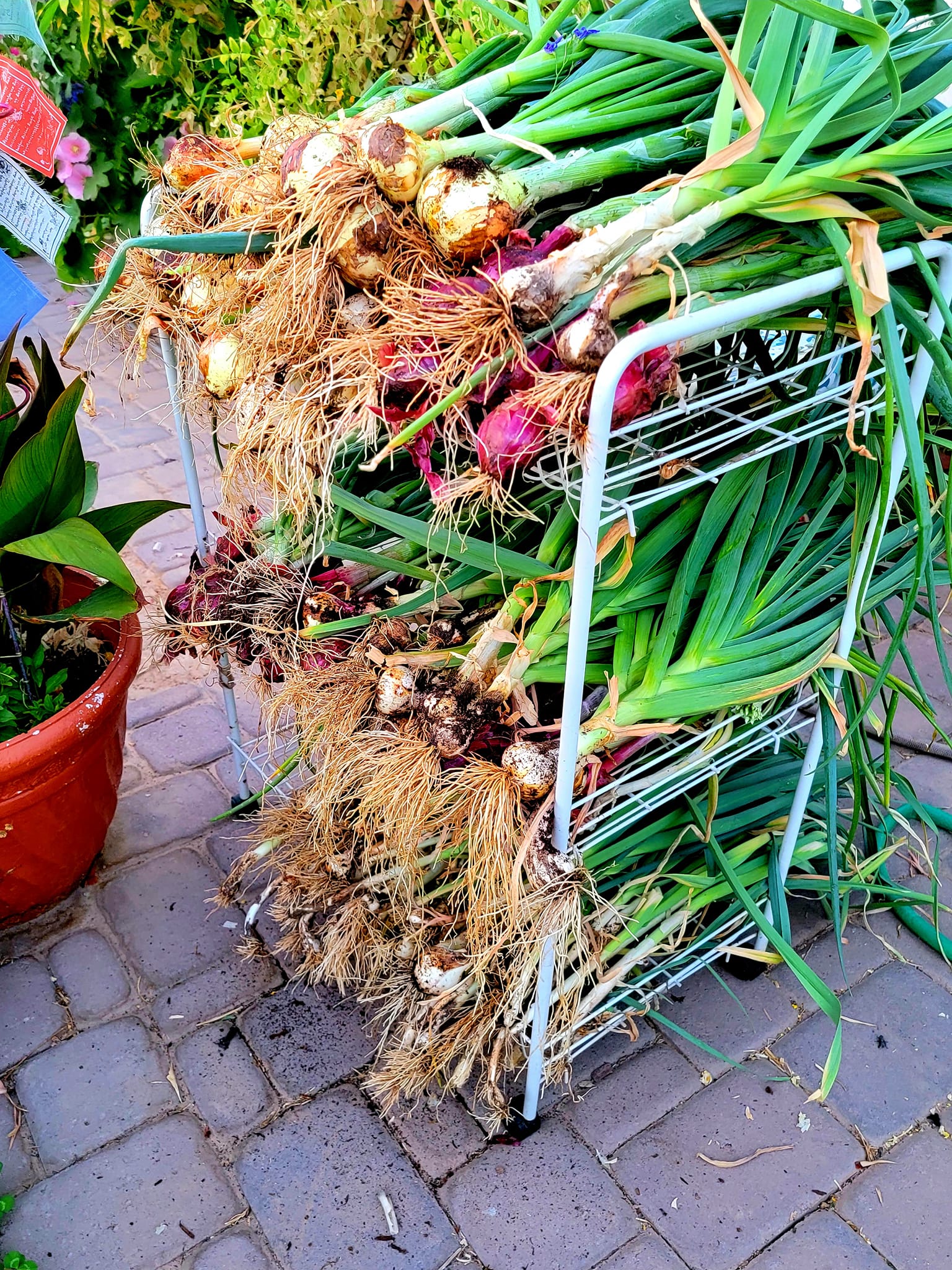 Growing Radishes in Containers: A Step-By-Step Guide
