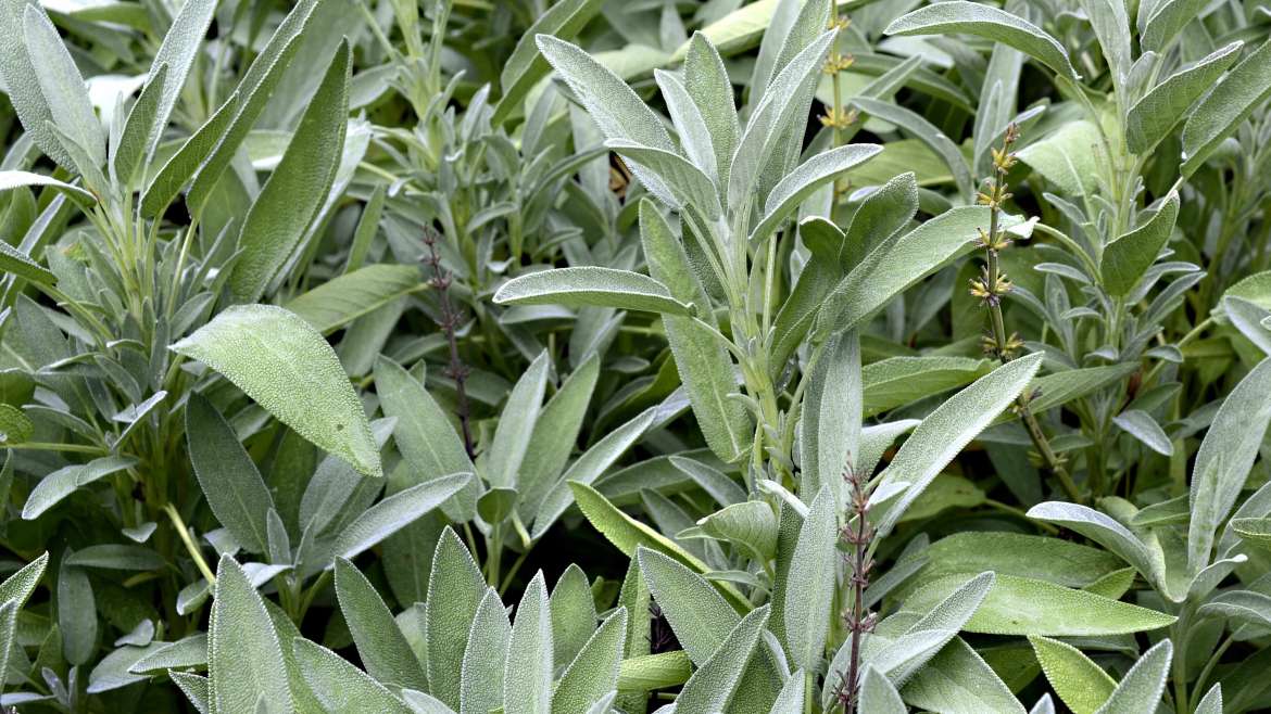 Growing Sage in Pots: A Step-By-Step Guide