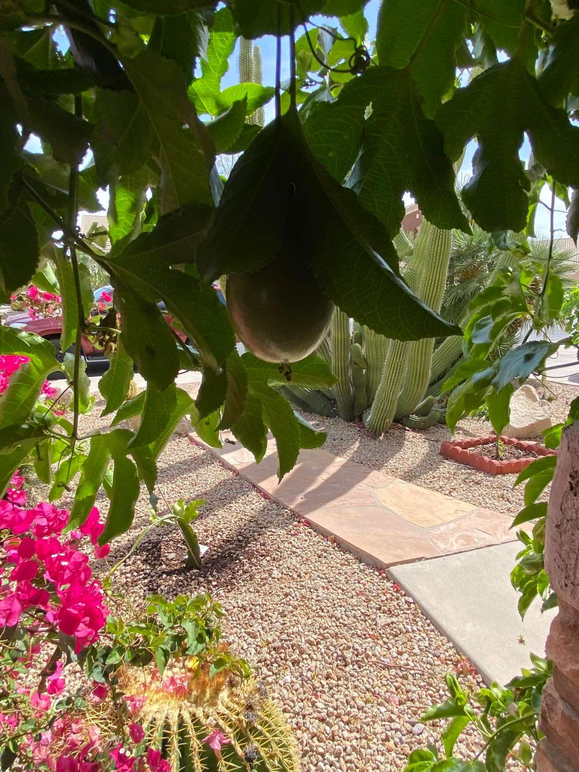 Growing Passion Fruit In Pots A Step By Step Guide 3572