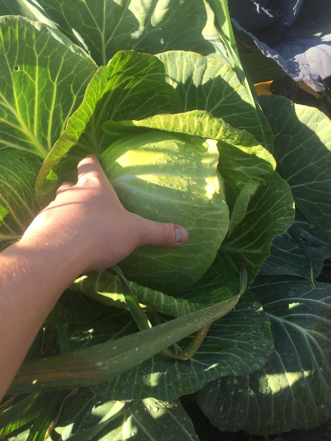 Growing Cabbage in Pots: A Step-By-Step Guide
