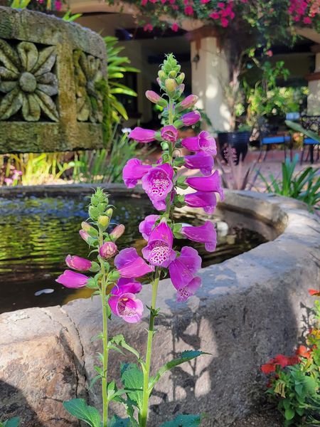 Growing Foxgloves in Pots: A Step-By-Step Guide