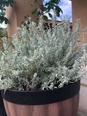 Growing Lavender in Containers: A Step-By-Step Guide