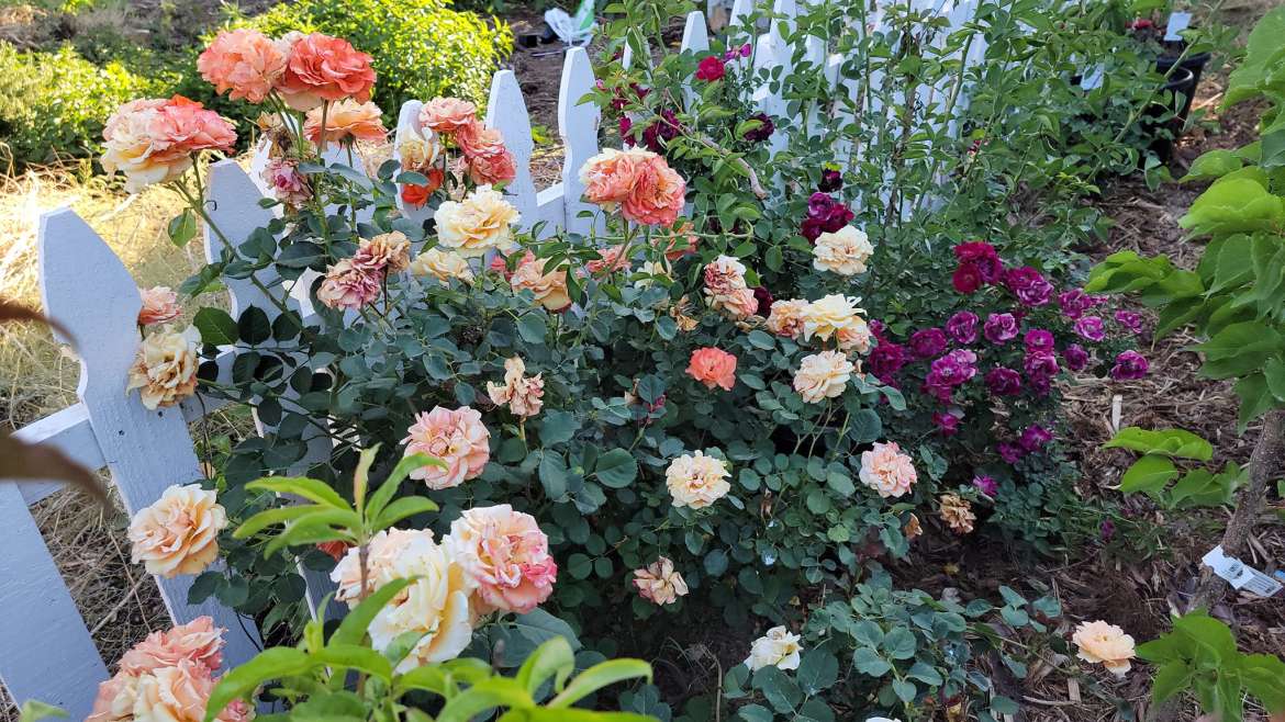 Growing Roses in Pots: A Step-By-Step Guide