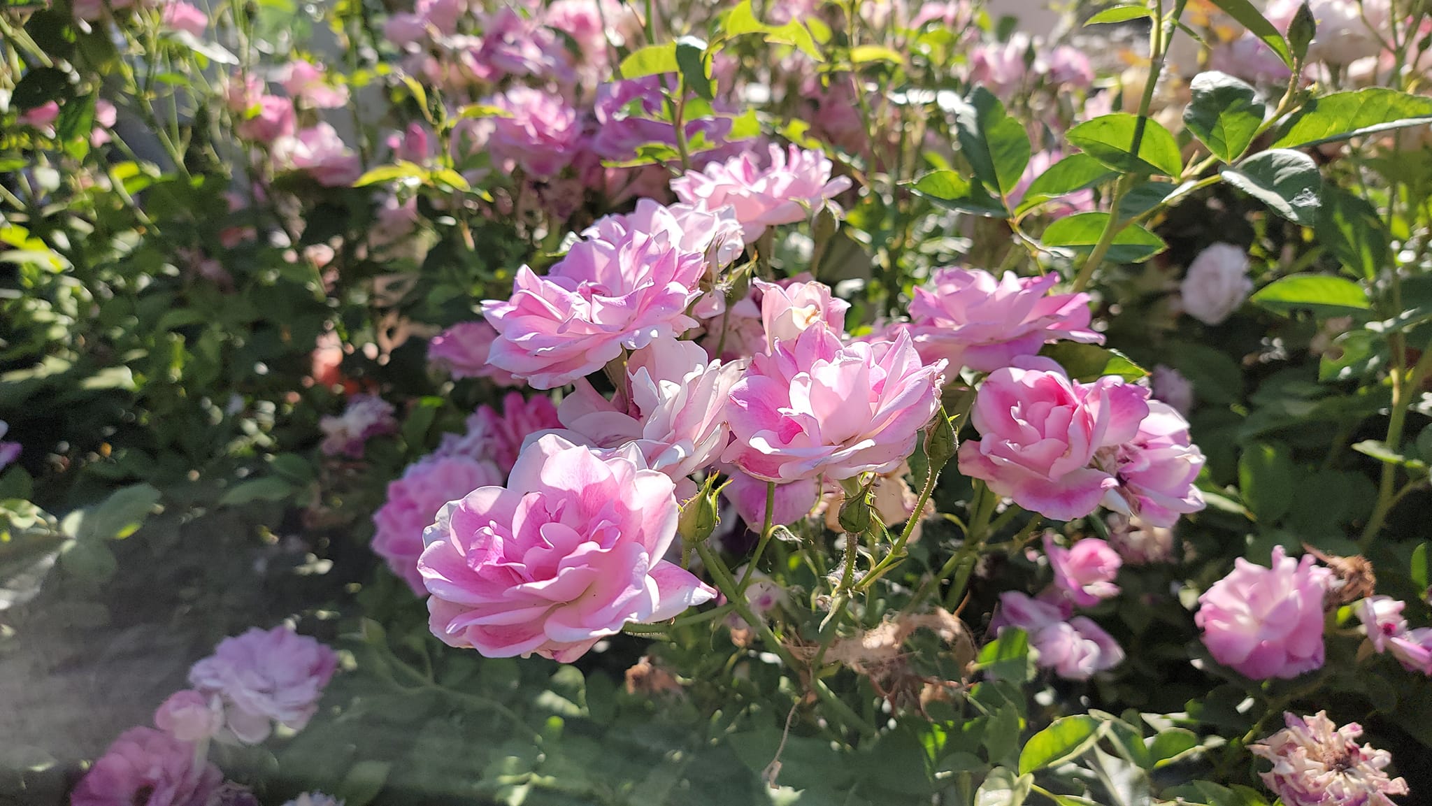 Growing Roses in Pots: A Step-By-Step Guide