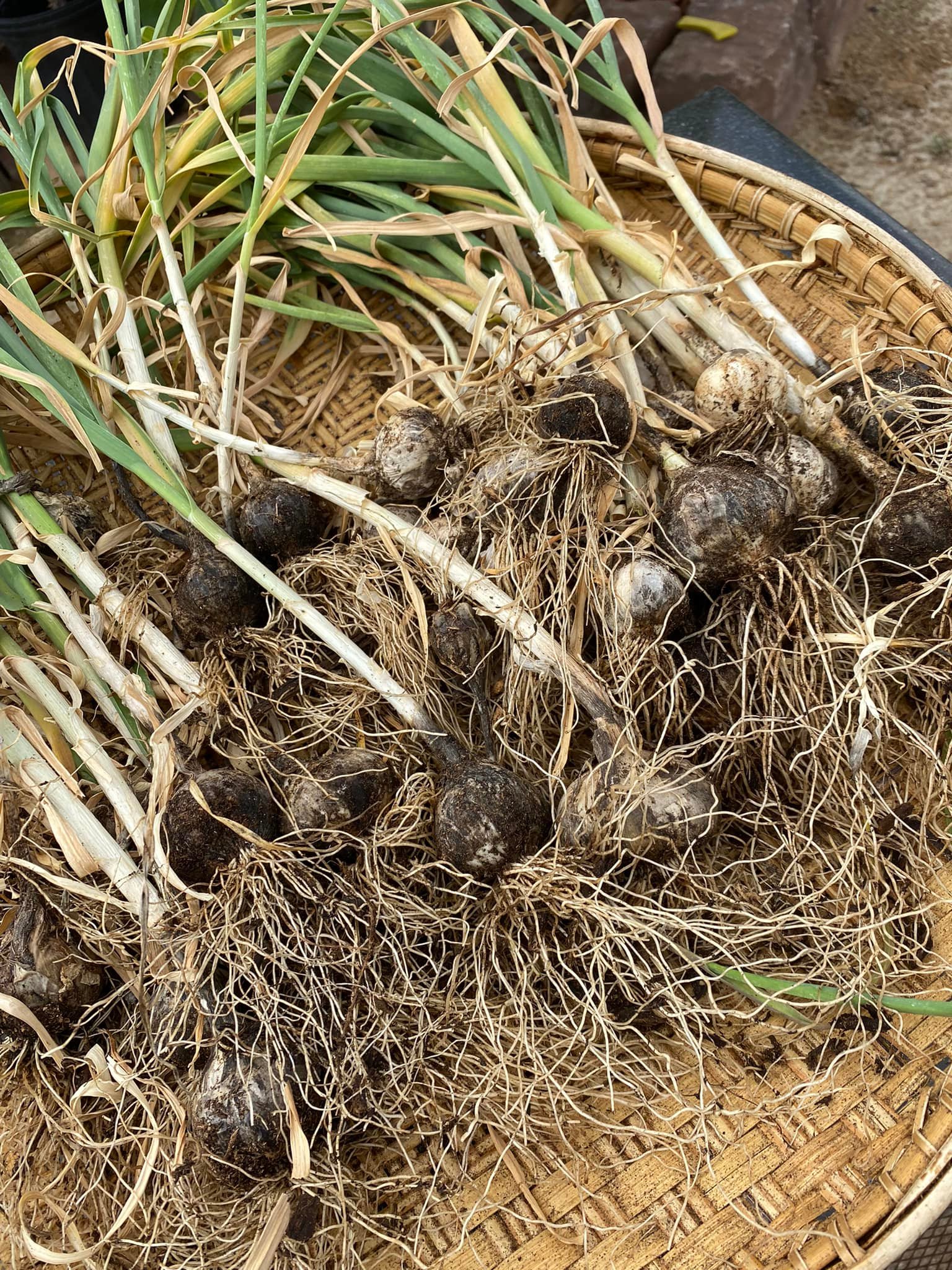 Growing Garlic in Containers: A Step-By-Step Guide