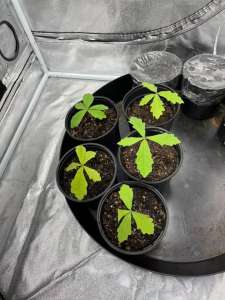 Growing Acorns in Pots: A Step-By-Step Guide