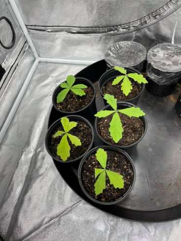Growing Acorns in Pots: A Step-By-Step Guide