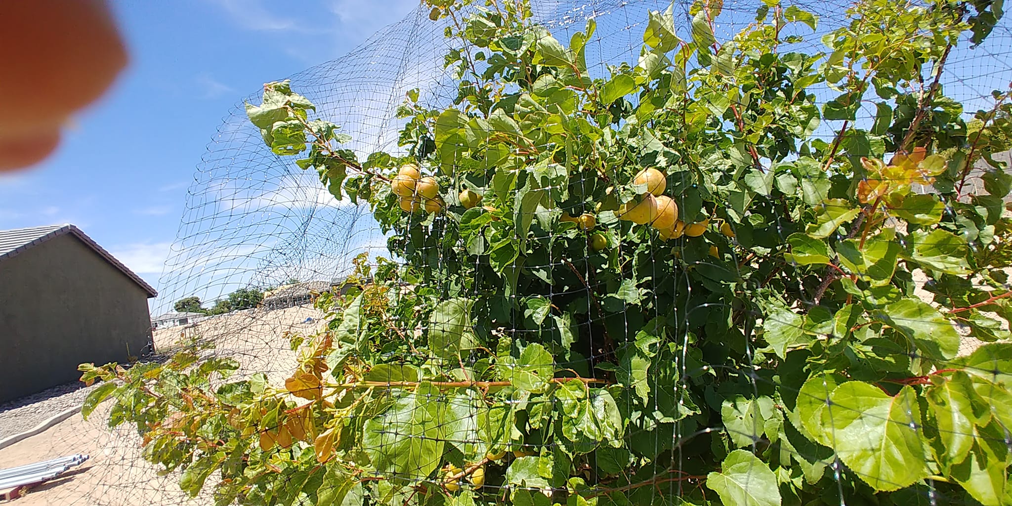 Growing Apricots in Containers: A Step-By-Step Guide