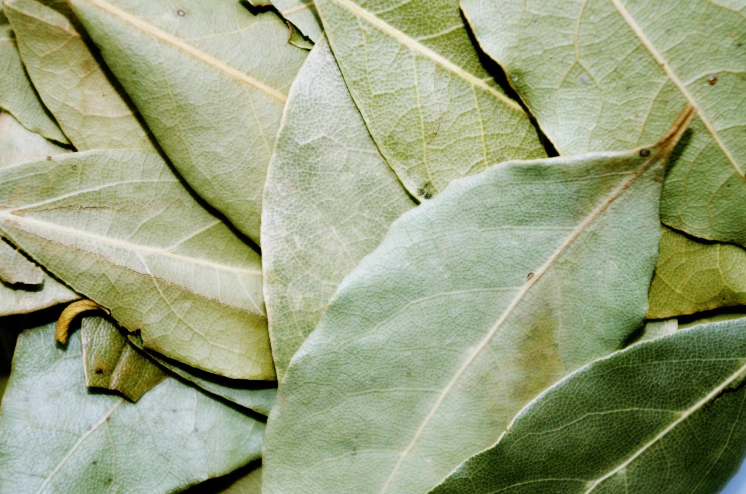 Growing Bay Leaf in Containers: A Step-By-Step Guide