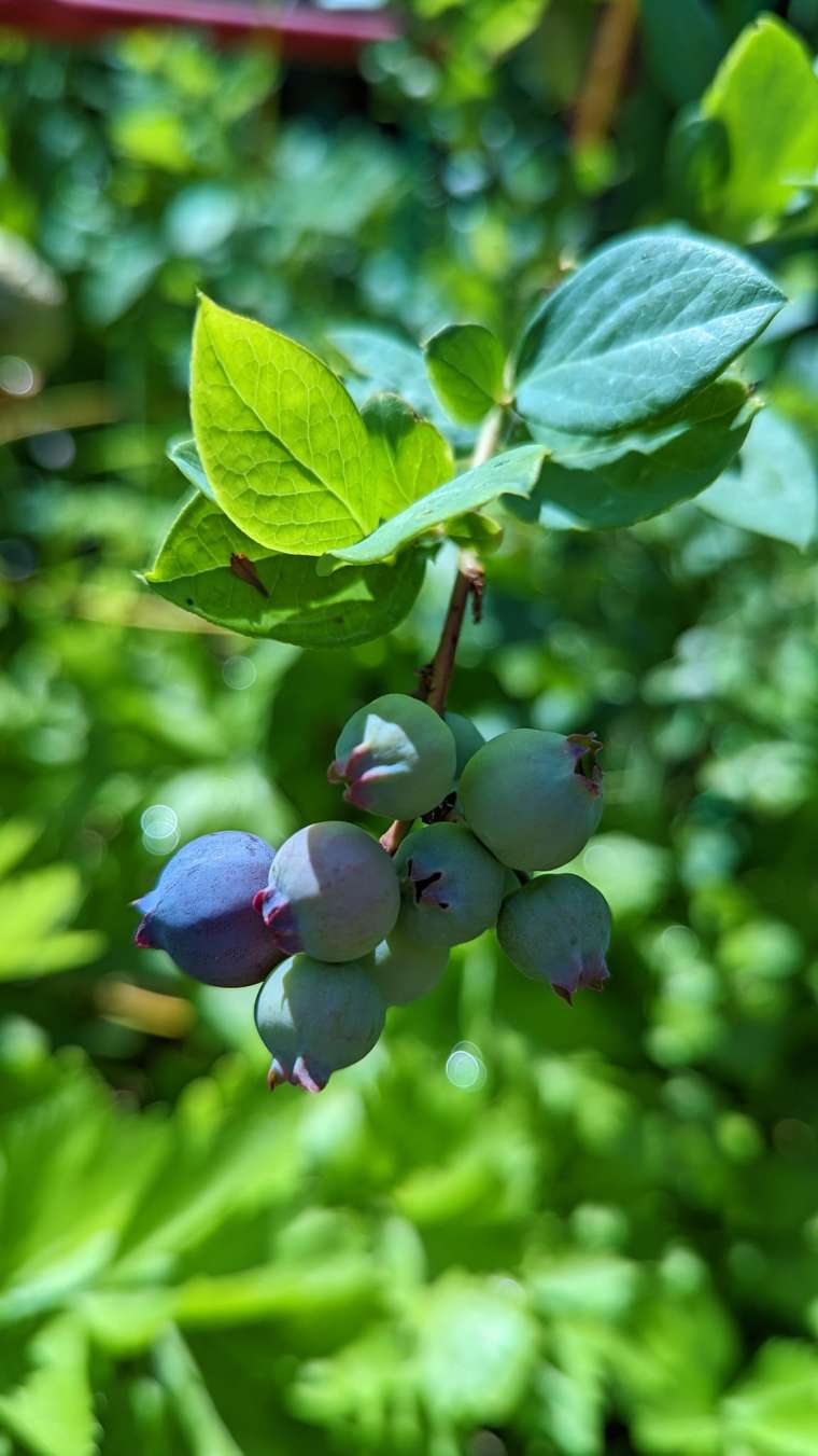 Growing Blueberries in Containers: A Step-By-Step Guide
