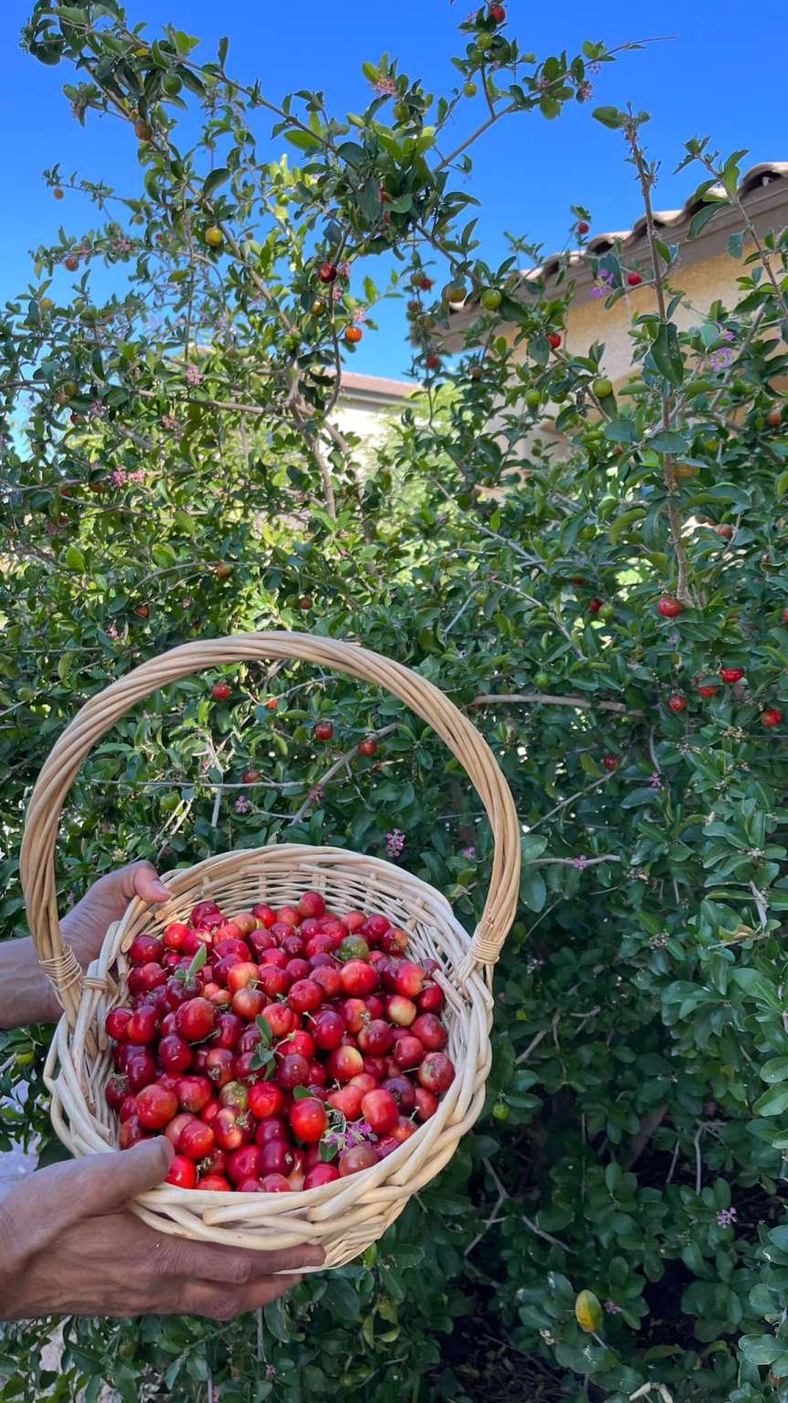 Growing Cherries in Pots: A Step-By-Step Guide