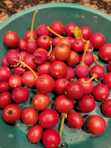 Growing Cherries in Pots: A Step-By-Step Guide