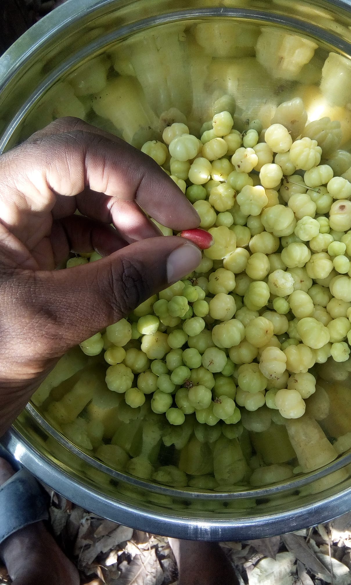 Growing Gooseberries in Containers: A Step-By-Step Guide
