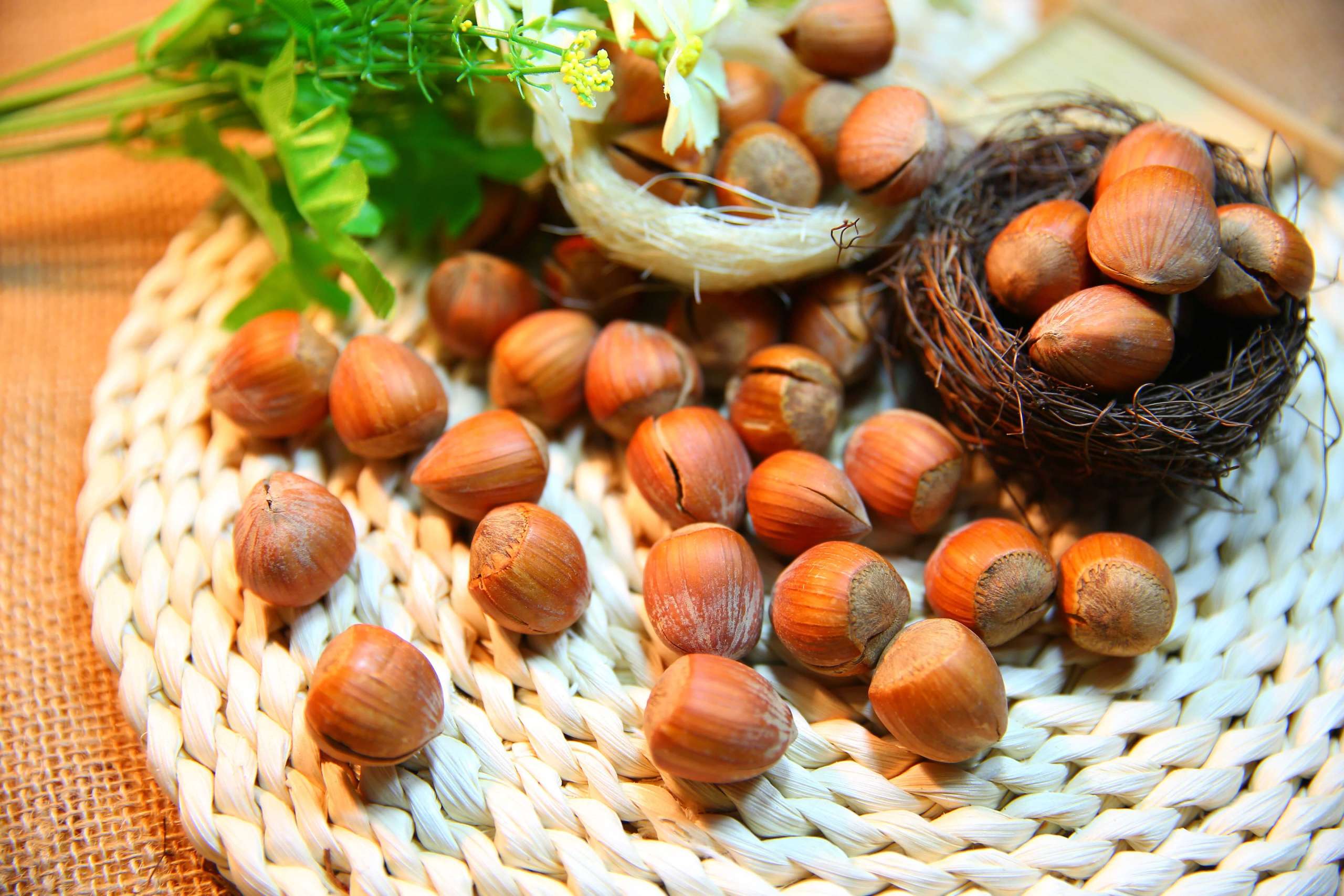 Growing Hazelnuts in Containers: A Step-By-Step Guide