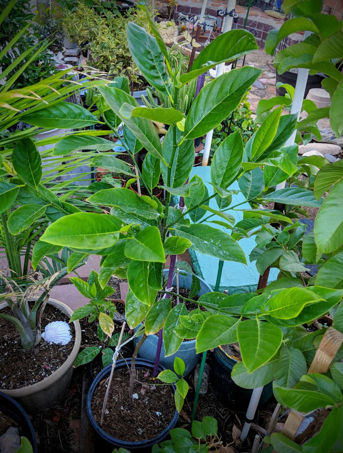 Growing Jackfruit in Pots: A Step-By-Step Guide