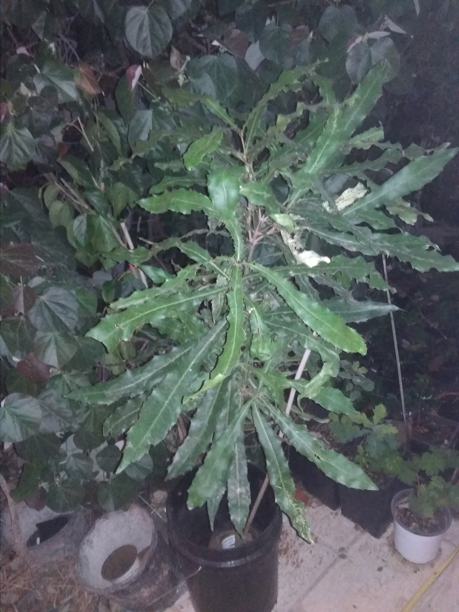 Growing Macadamia in Containers: A Step-By-Step Guide