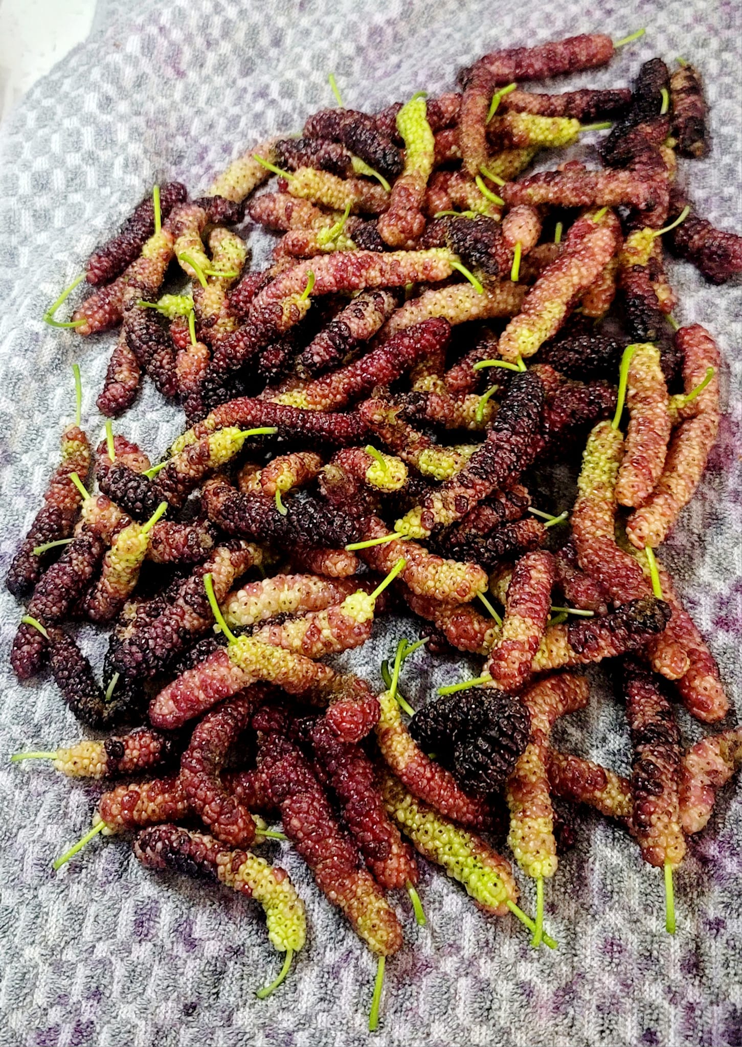 Growing Mulberry in Containers: A Step-By-Step Guide