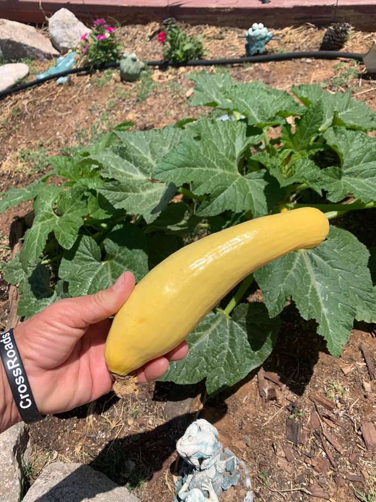Growing Squash in Pots: A Step-By-Step Guide