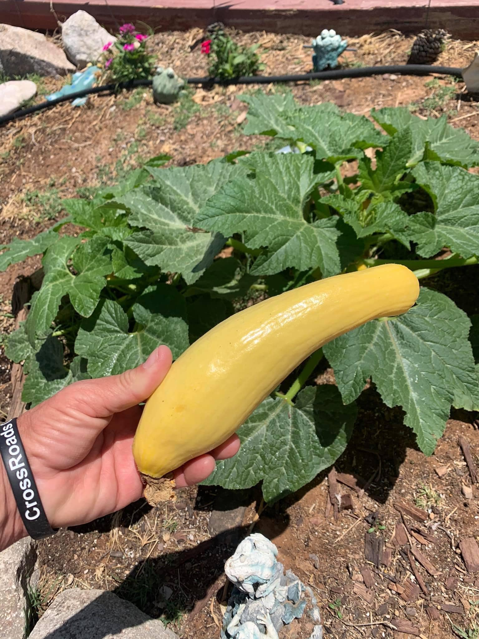Growing Squash in Pots: A Step-By-Step Guide