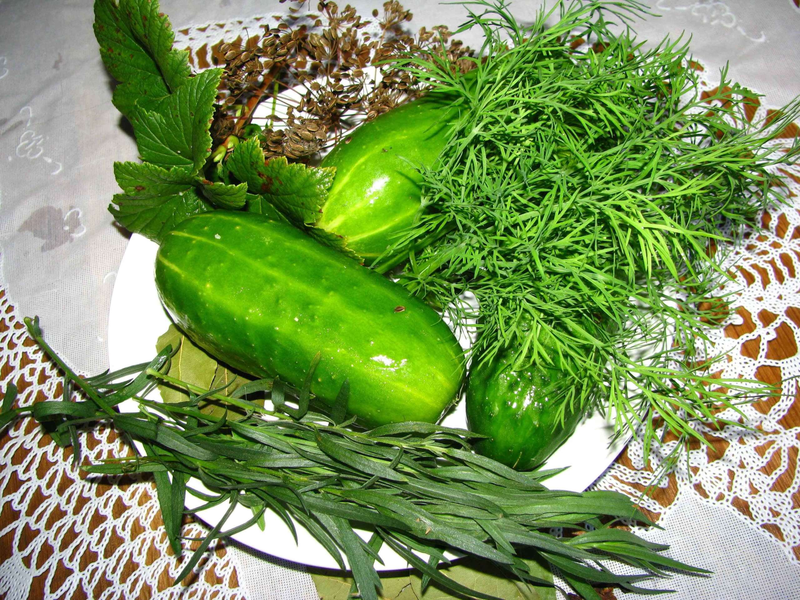 Growing Tarragon in Containers: A Step-By-Step Guide