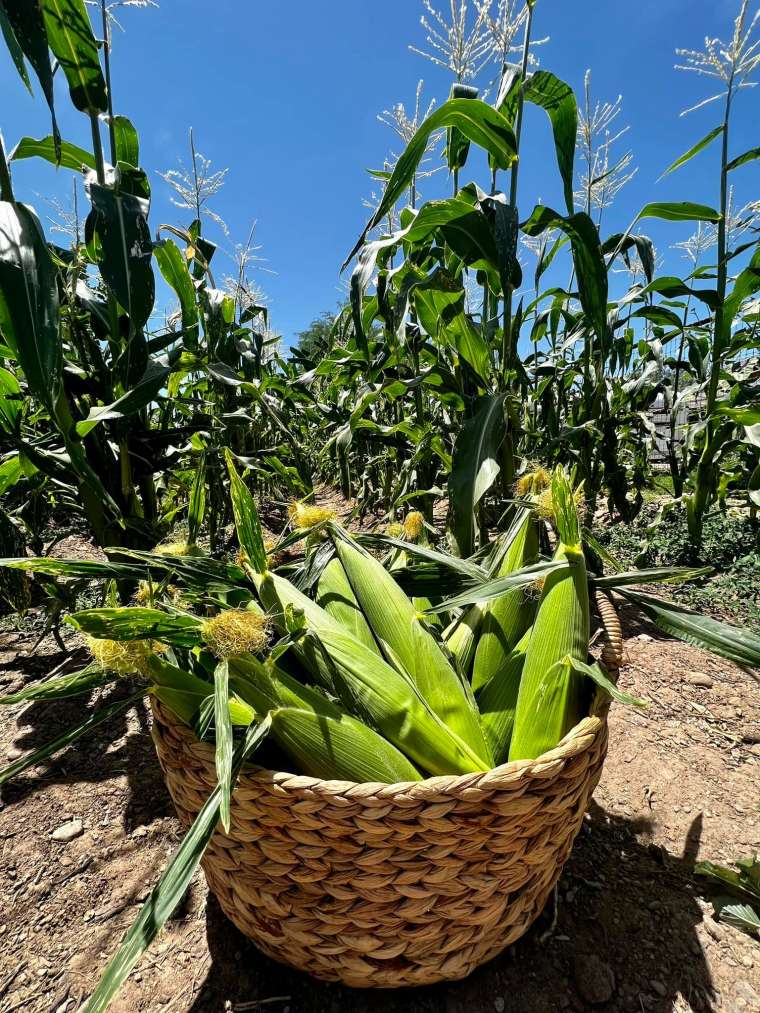 How to Grow Corn in a Pot: A Step-By-Step Guide