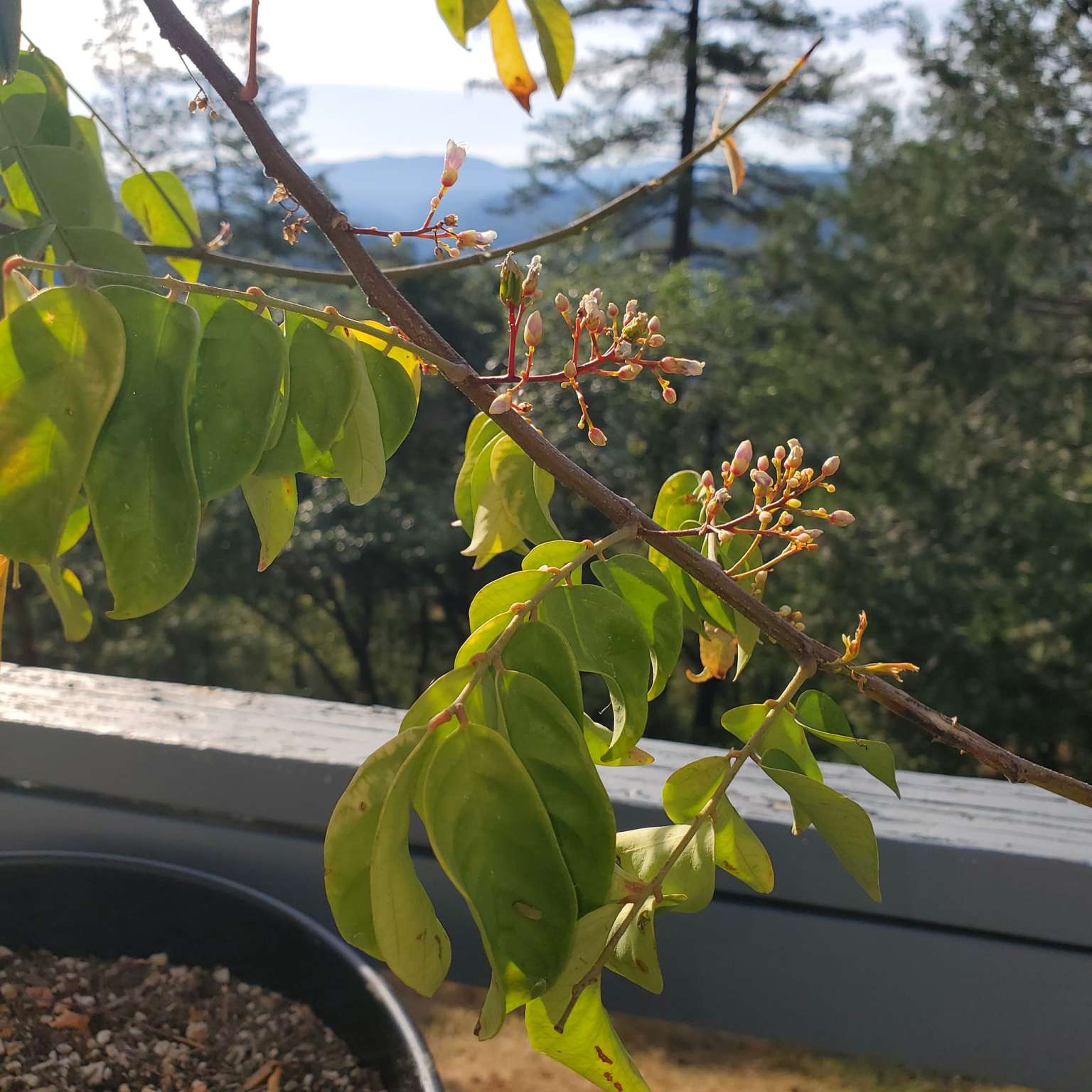 Growing Starfruit in Containers: A Step-By-Step Guide