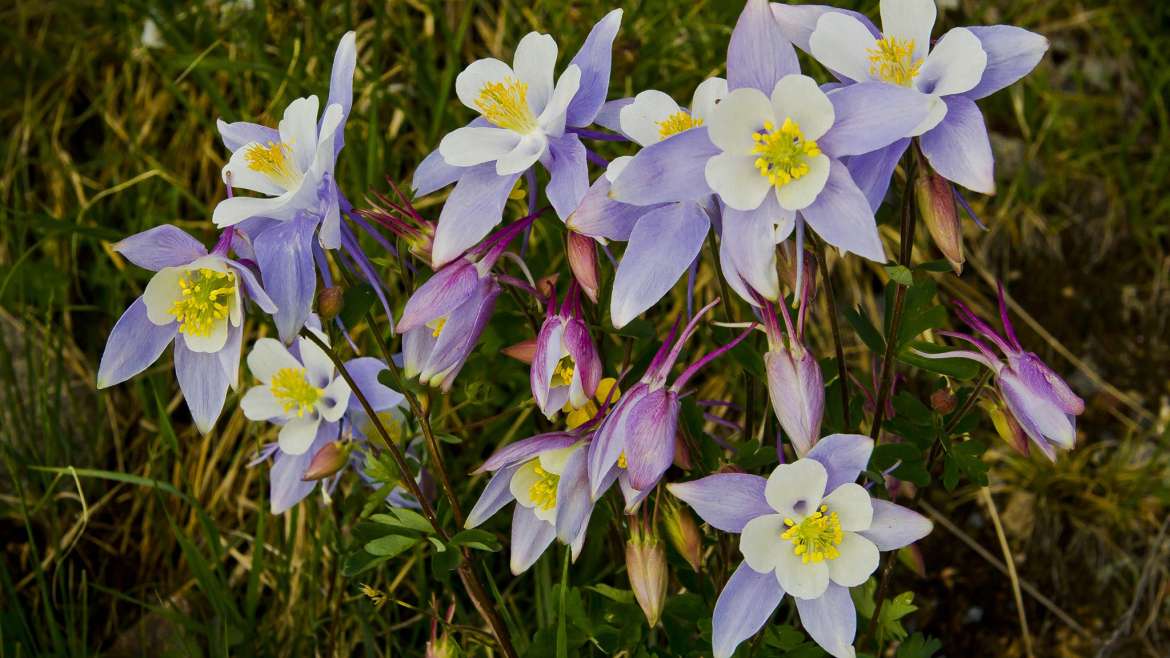 Growing Aquilegia in Pots: A Step-By-Step Guide