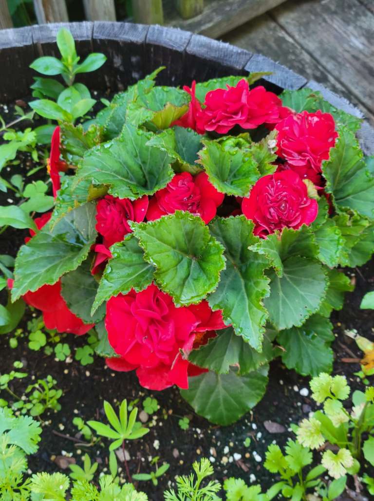 Growing Begonias in Pots: A Step-By-Step Guide