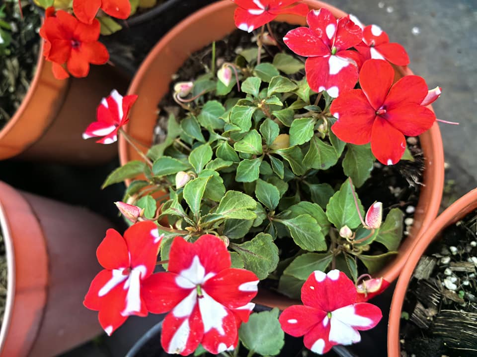 Growing Impatiens in Pots: A Step-By-Step Guide