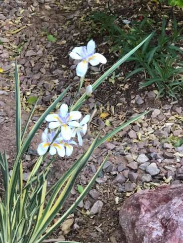 Growing Irises in Pots: A Step-By-Step Guide