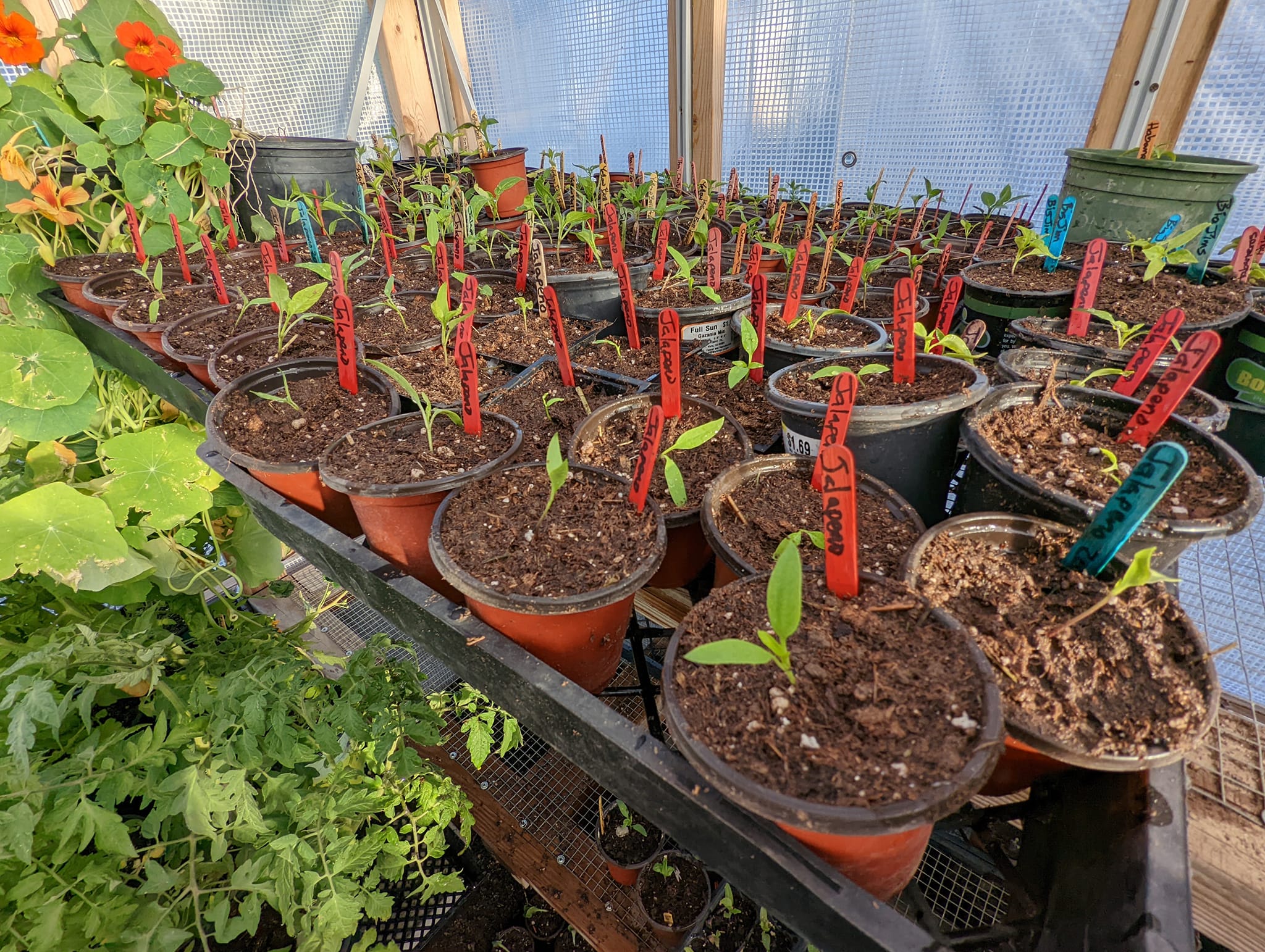 Growing Nasturtiums in Pots: A Step-By-Step Guide