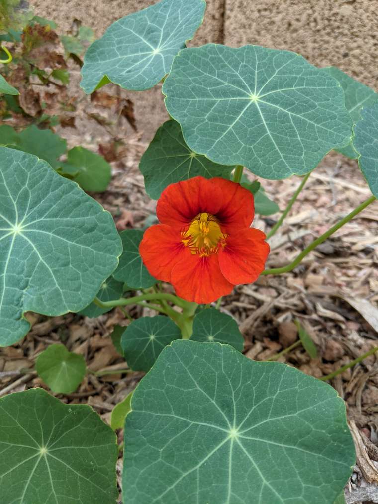 Growing Nasturtiums in Pots: A Step-By-Step Guide