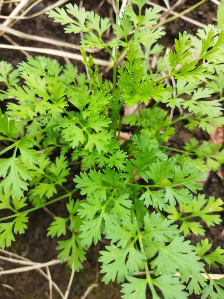 Growing Parsley in Pots: A Step-By-Step Guide