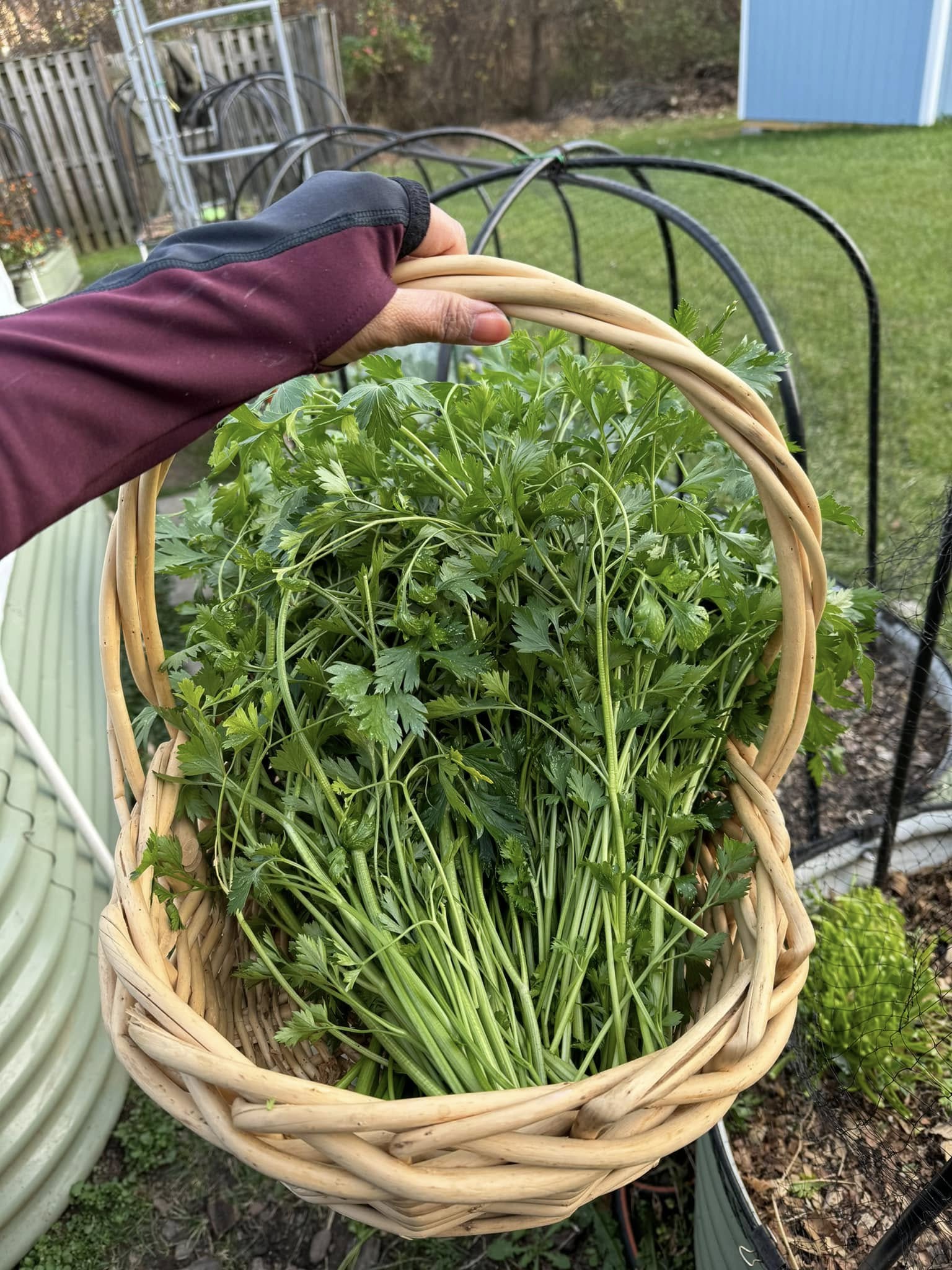 Growing Parsley in Pots: A Step-By-Step Guide