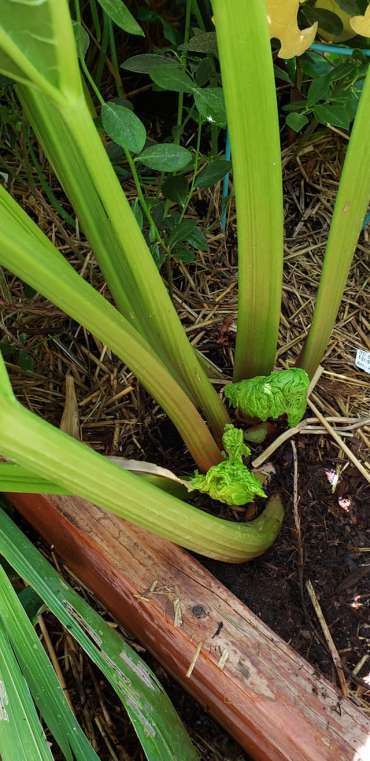 Growing Rhubarb in a Pot: A Step-By-Step Guide